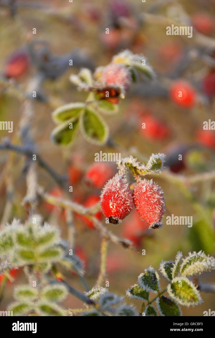 Frosted rose hips hi-res stock photography and images - Alamy