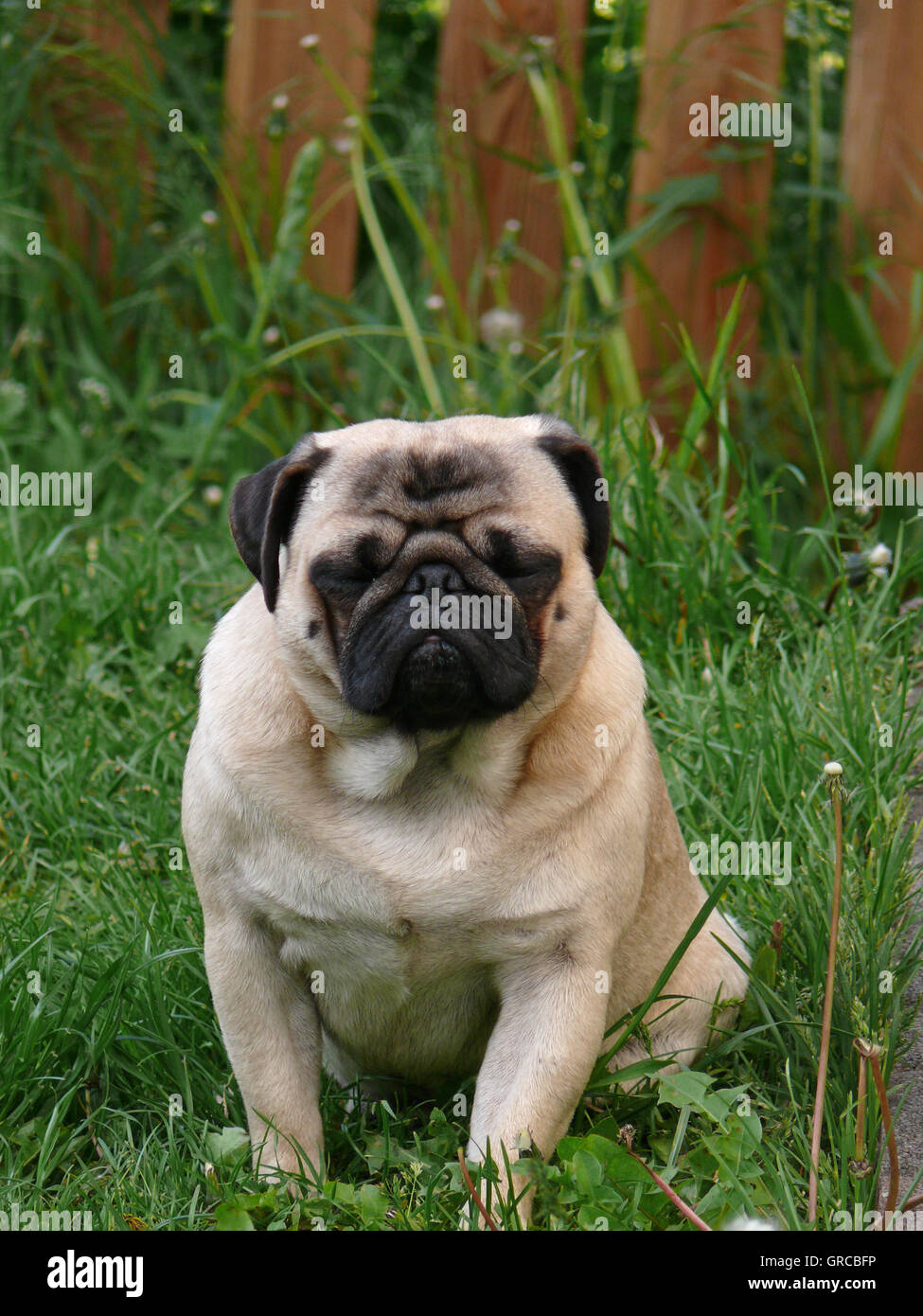 Beige Pug Sittting In Grass Stock Photo - Alamy