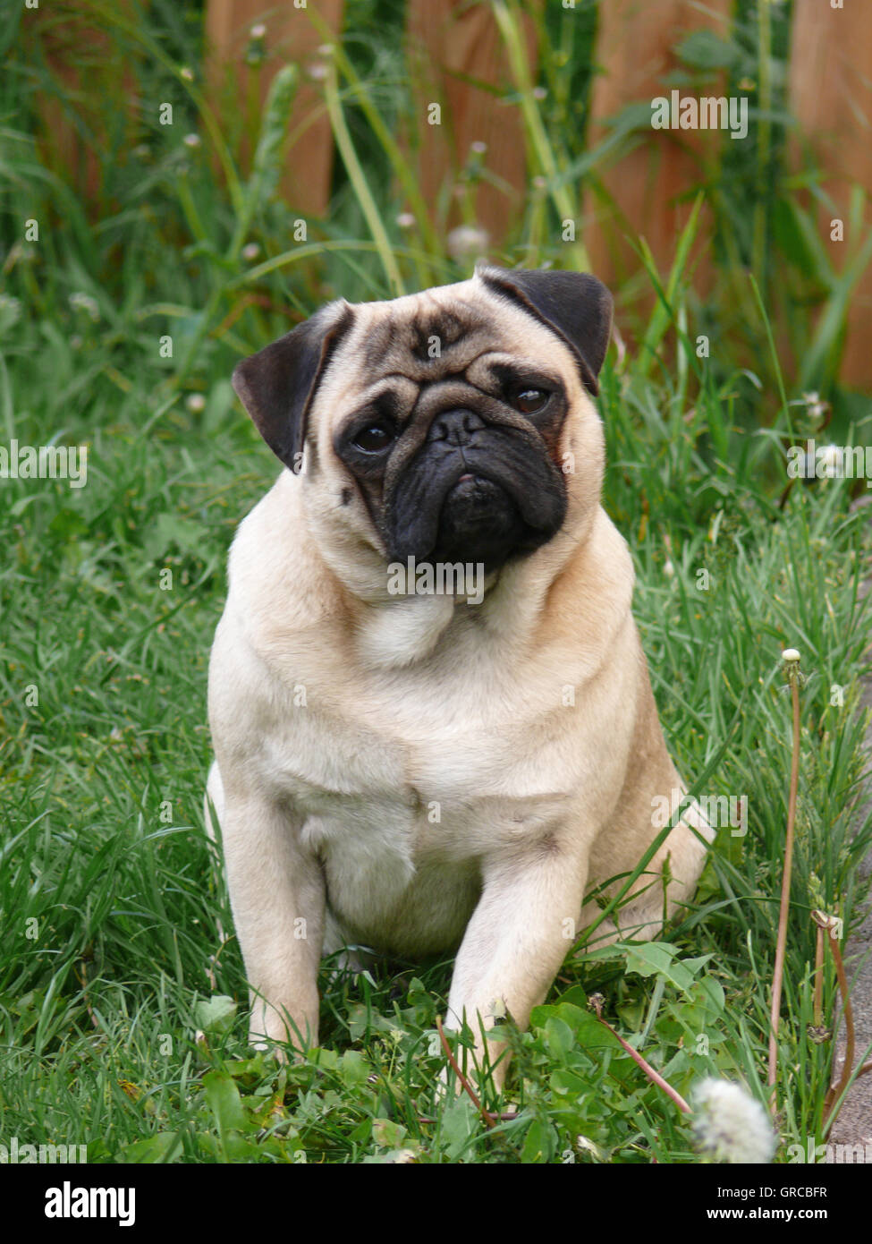 Beige Pug Sitting In Grass Stock Photo - Alamy