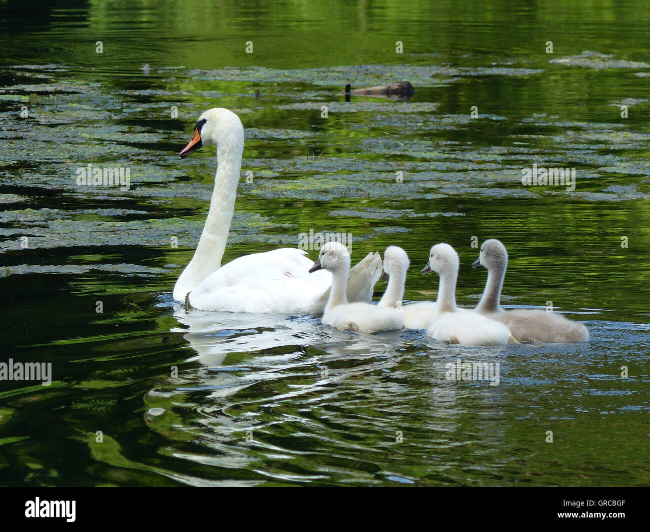 Swans, Mama Swan Swimming On The Water Together With Her Four Goslings ...