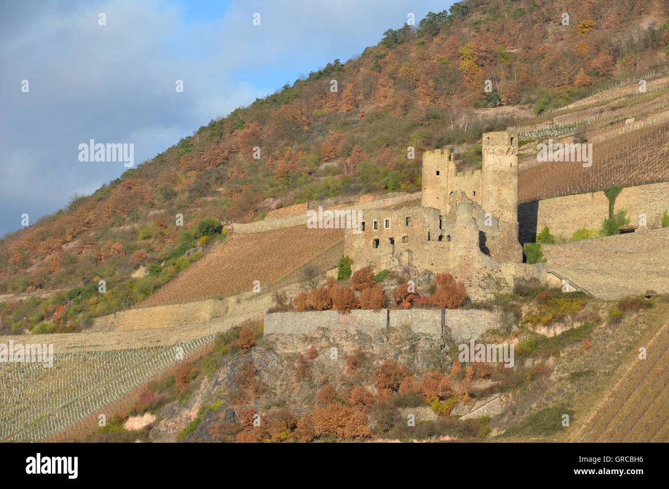 Castle Ehrenfels, Rudesheim, Rheingau, Hesse, Germany, Europe Stock ...