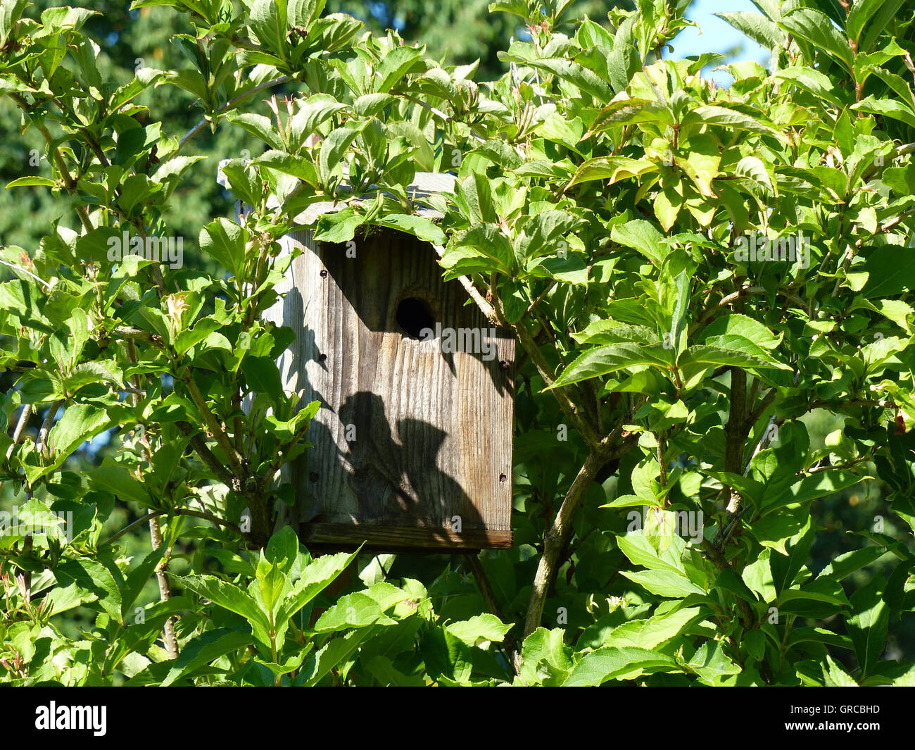 Bird boxes on tree hi-res stock photography and images - Alamy