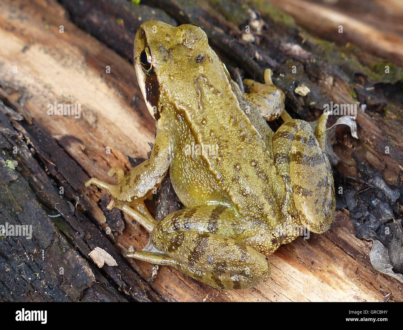 Grass frog hi-res stock photography and images - Alamy