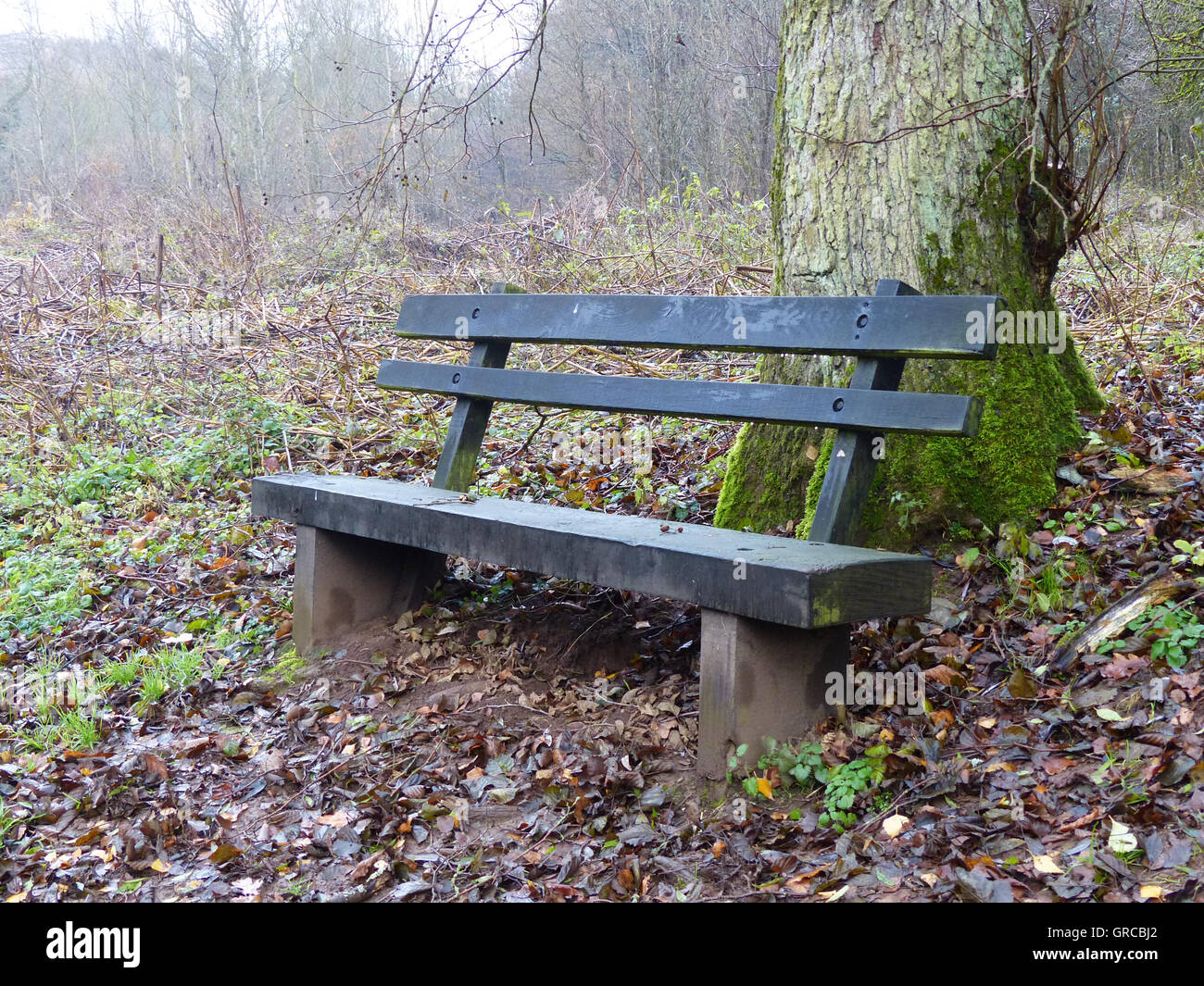 Left Bench In The Forest, In Late Autumn Stock Photo - Alamy
