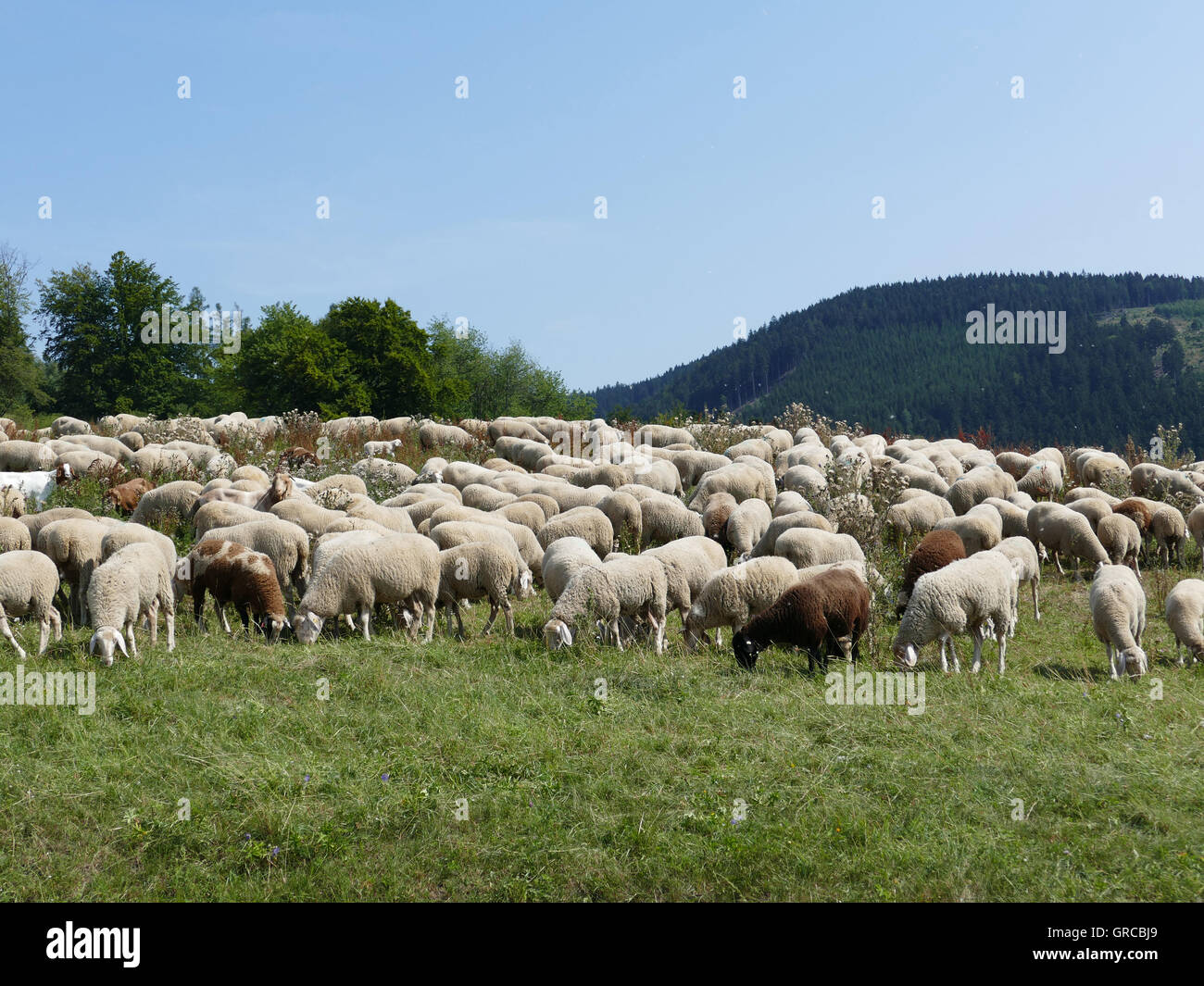 Flock Of Sheep Stock Photo - Alamy