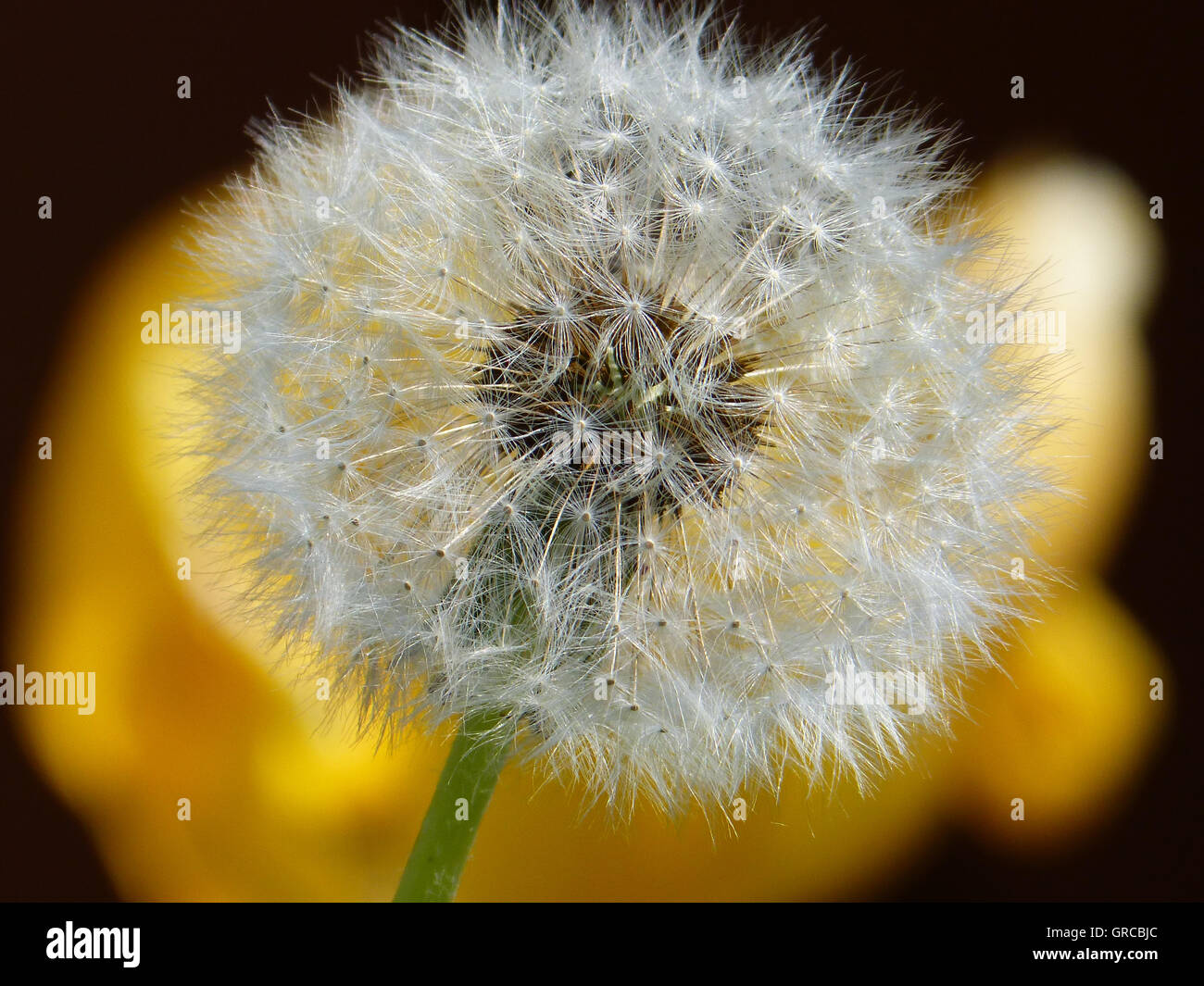 Withered dandelion closeup hi-res stock photography and images - Alamy