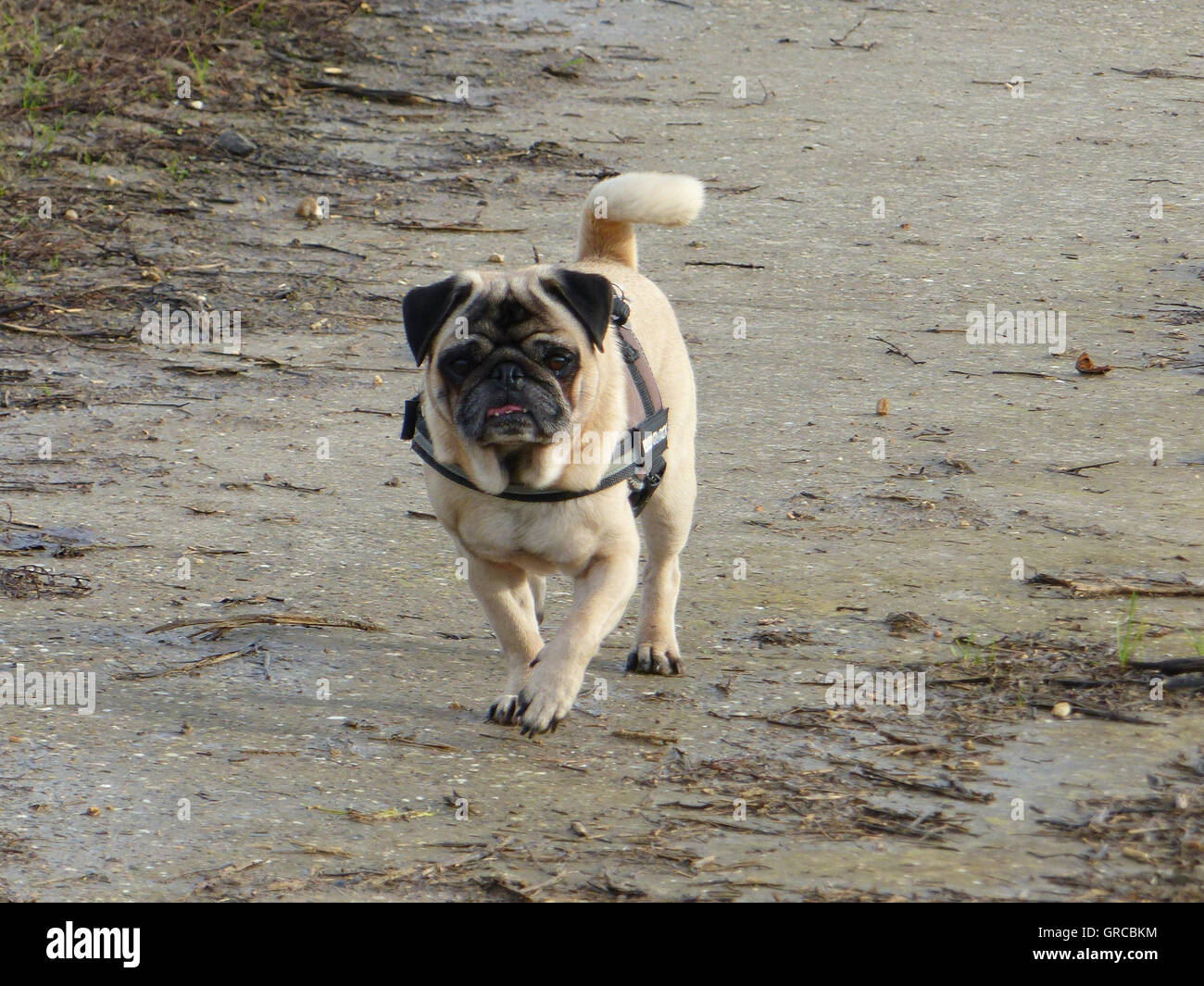 Going for a walk hi-res stock photography and images - Alamy