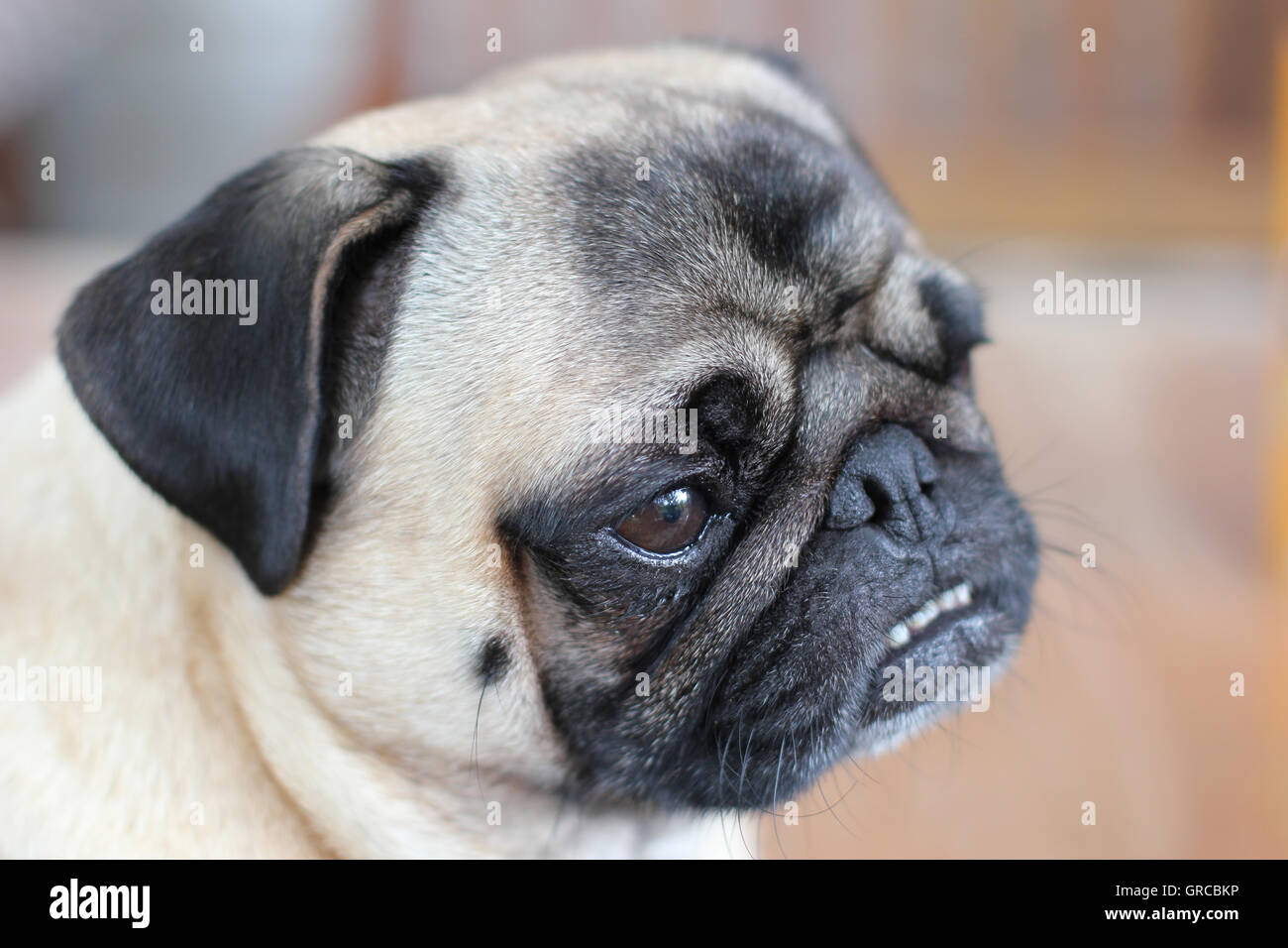 Portrait Of Pug Dog Stock Photo - Alamy