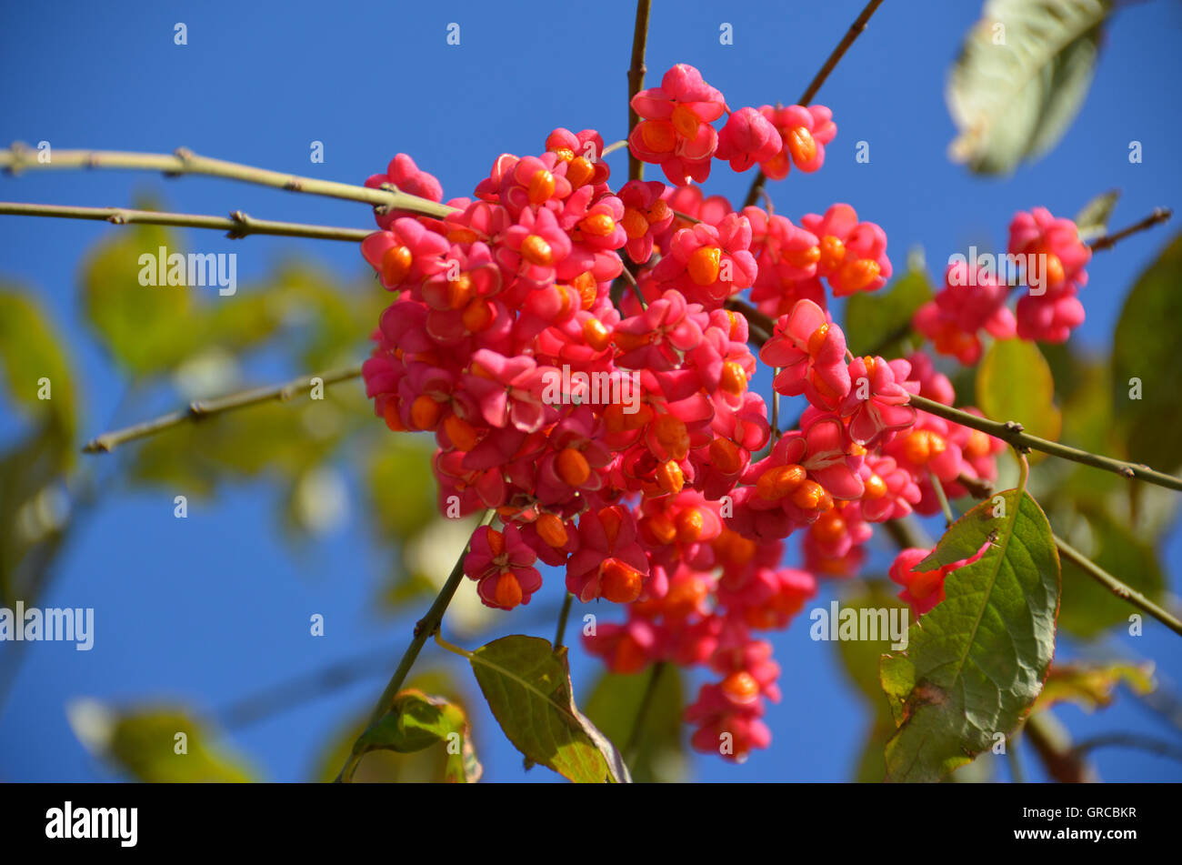 European Spindle Tree, Euonymus Europaeus Stock Photo - Alamy