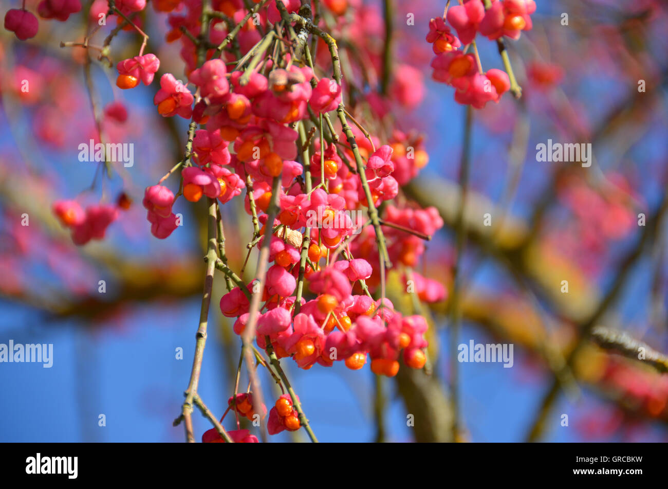 European Spindle Tree, Euonymus Europaeus Stock Photo - Alamy
