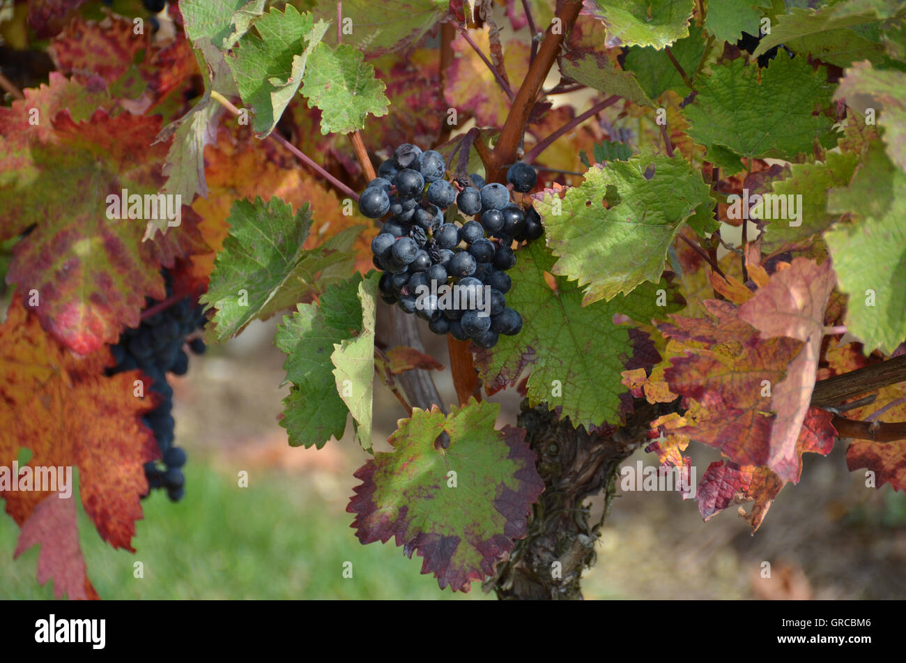 Science of grapes hi-res stock photography and images - Alamy