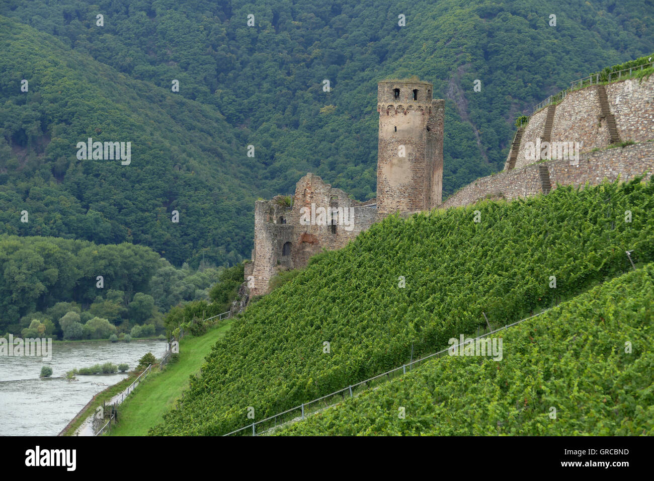 Castle Ruin Ehrenfels Near Rudesheim, River Rhine, Hesse, Germany ...