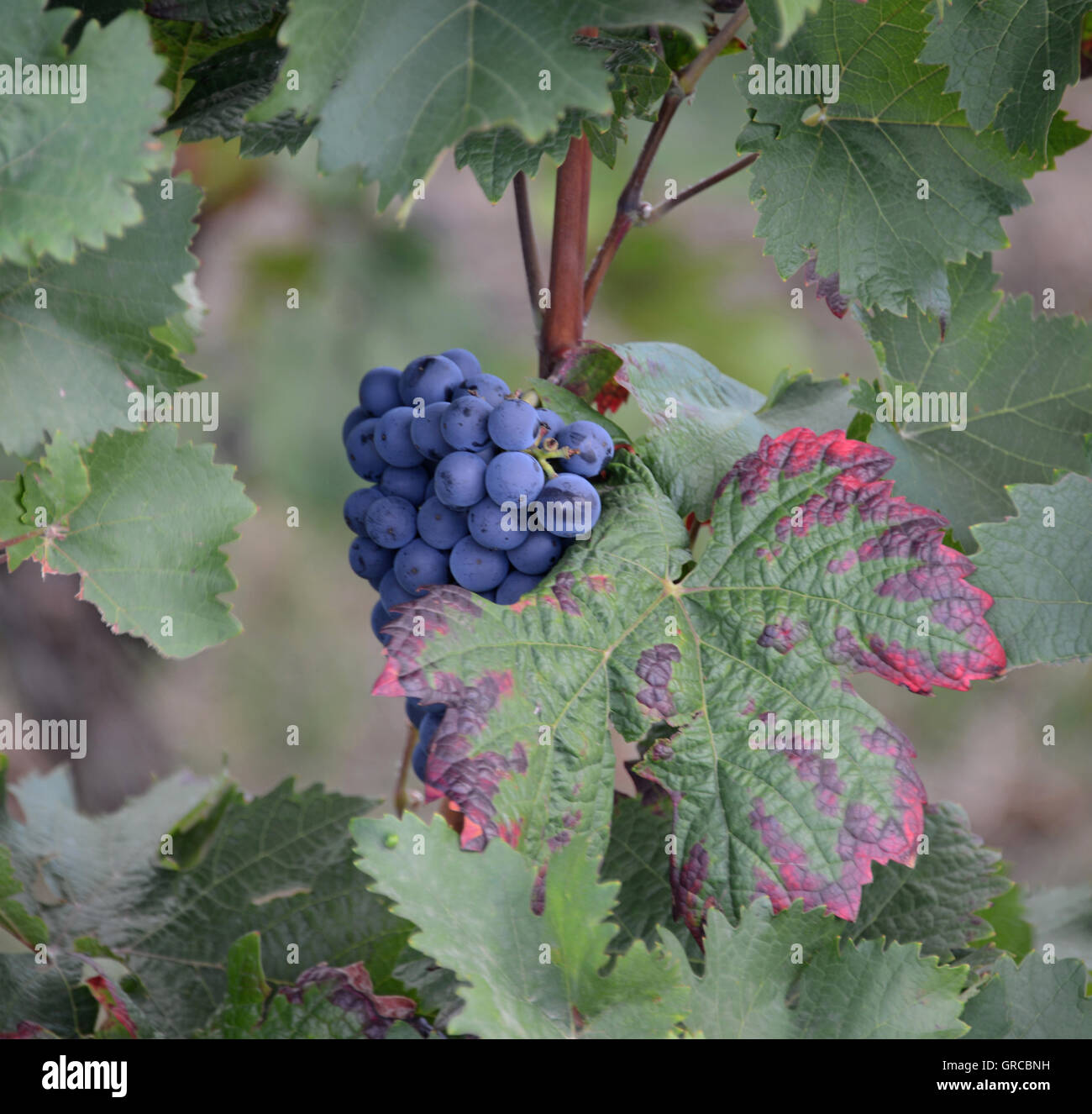 Hanging vine hi-res stock photography and images - Alamy