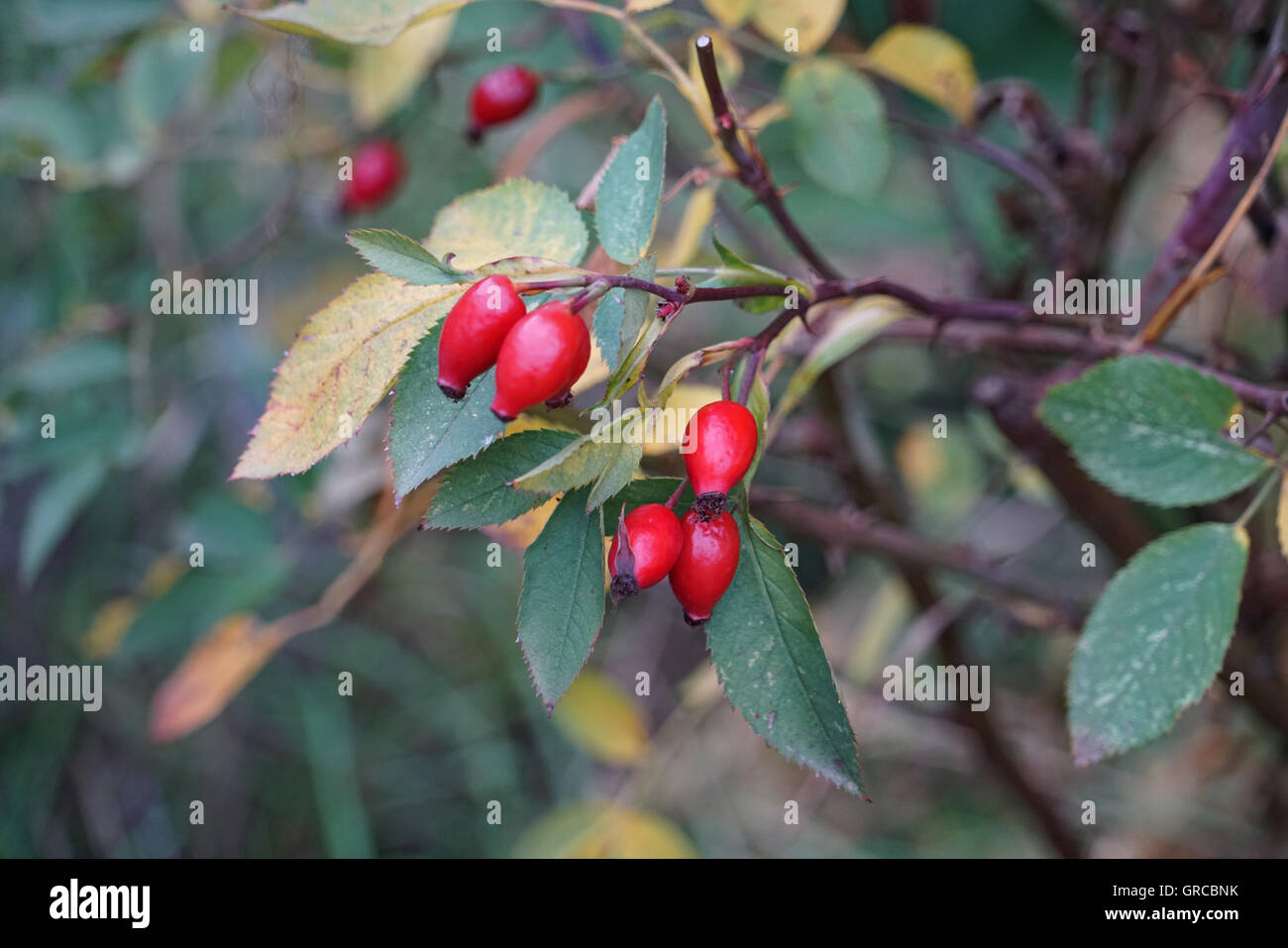 Wild bush rose hi-res stock photography and images - Alamy