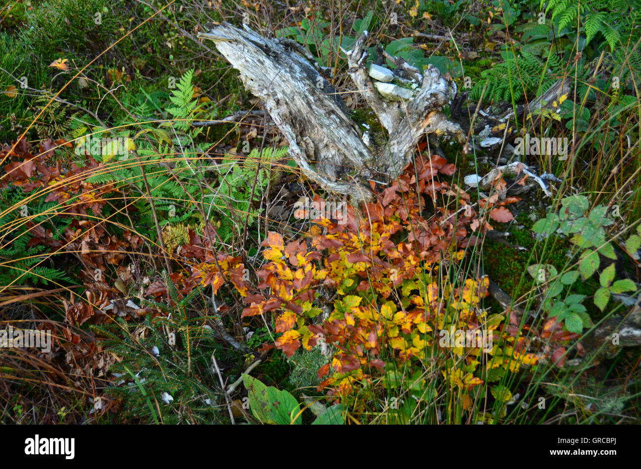 Autumn In Moor Stock Photo - Alamy