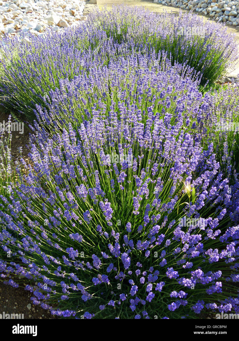 True lavender hi-res stock photography and images - Alamy