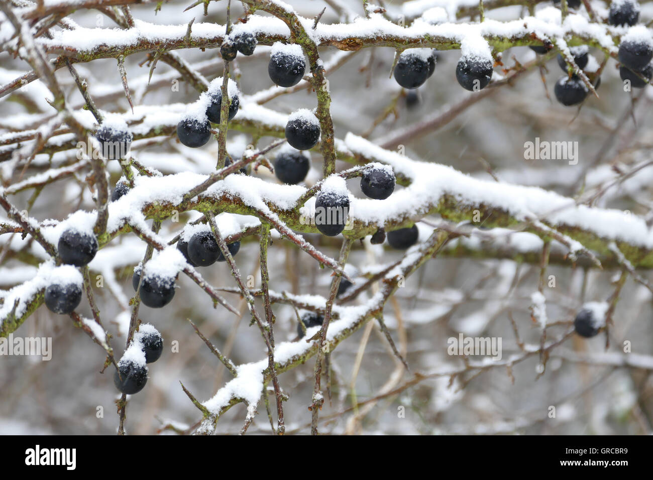 Sloes white hi-res stock photography and images - Alamy