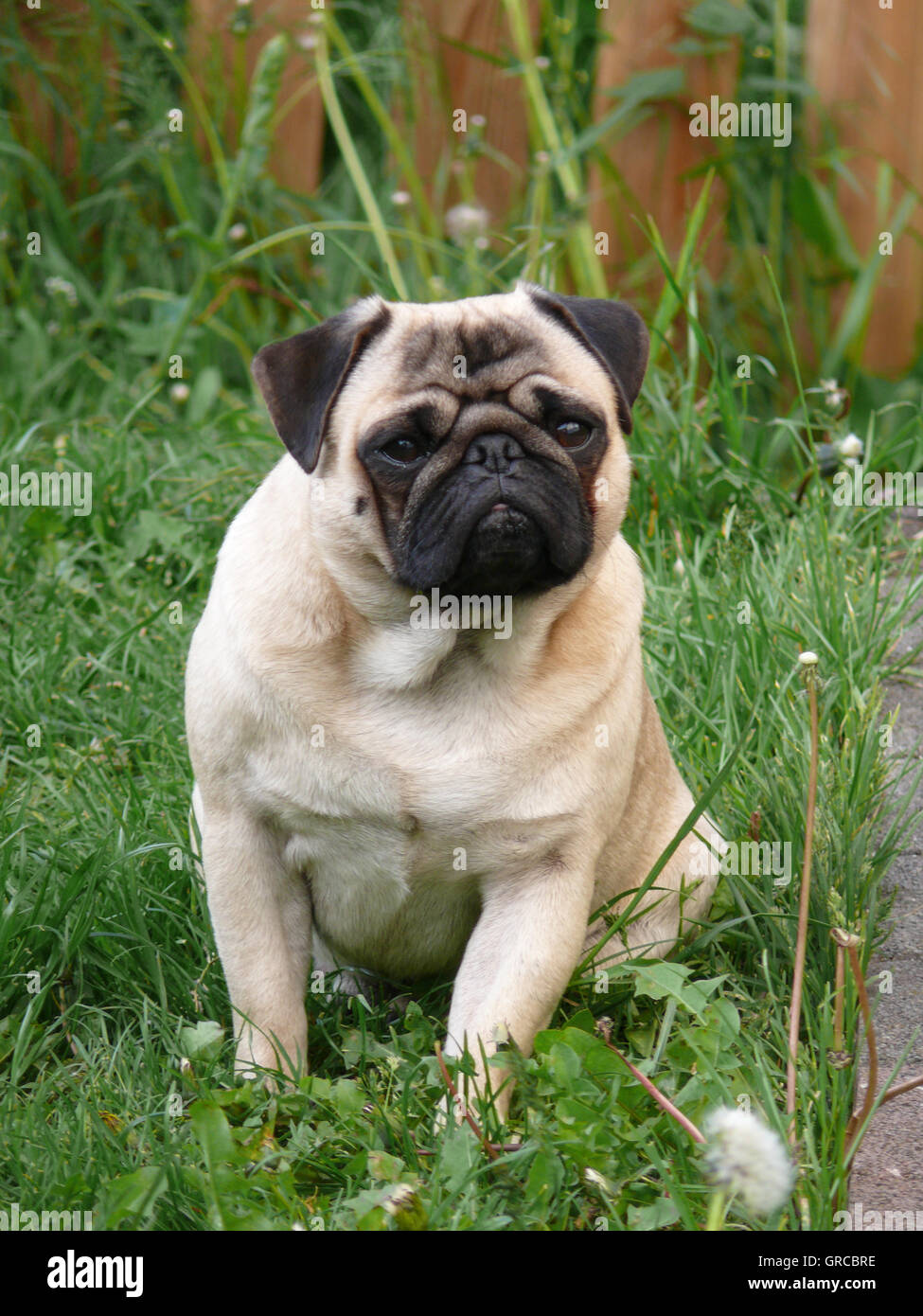 Sitting Beige Pug Stock Photo - Alamy