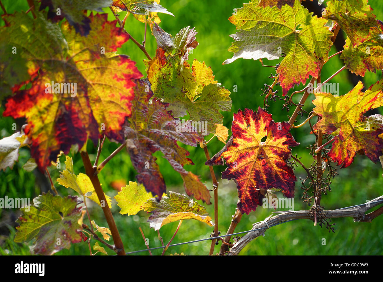 Autumn In Vineyard Stock Photo - Alamy