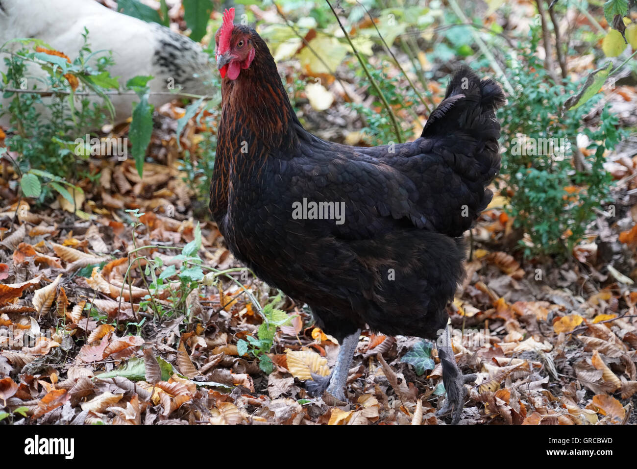 Maran chicken hi-res stock photography and images - Alamy