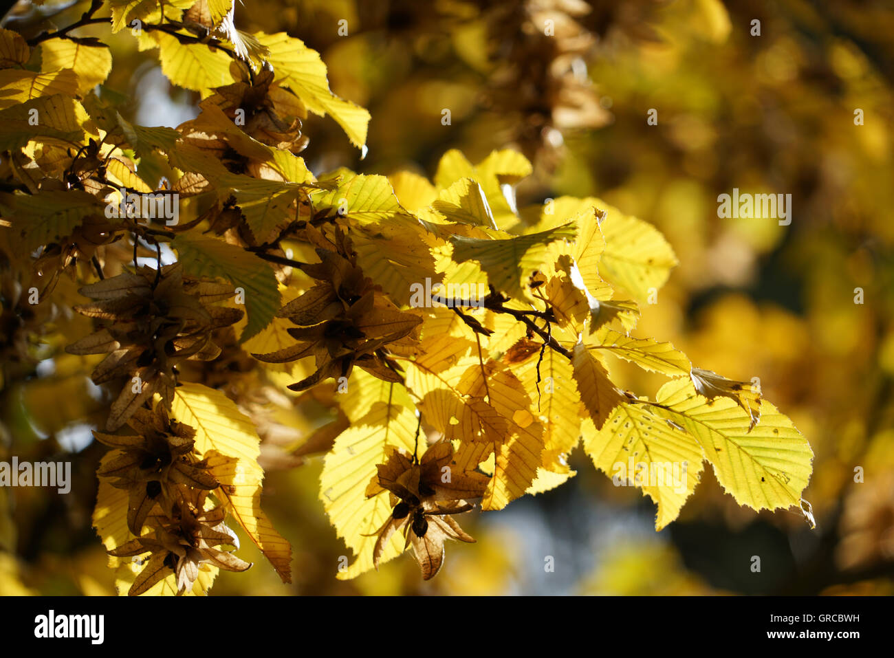 Beechnuts hi-res stock photography and images - Alamy