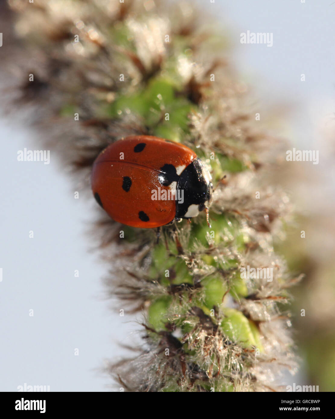 Bringing insects hi-res stock photography and images - Alamy