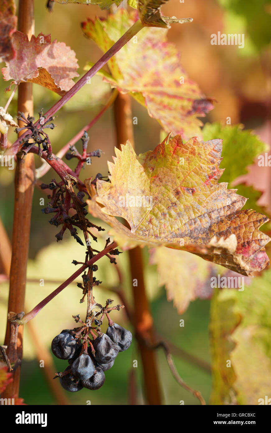 Hanging still hi-res stock photography and images - Alamy