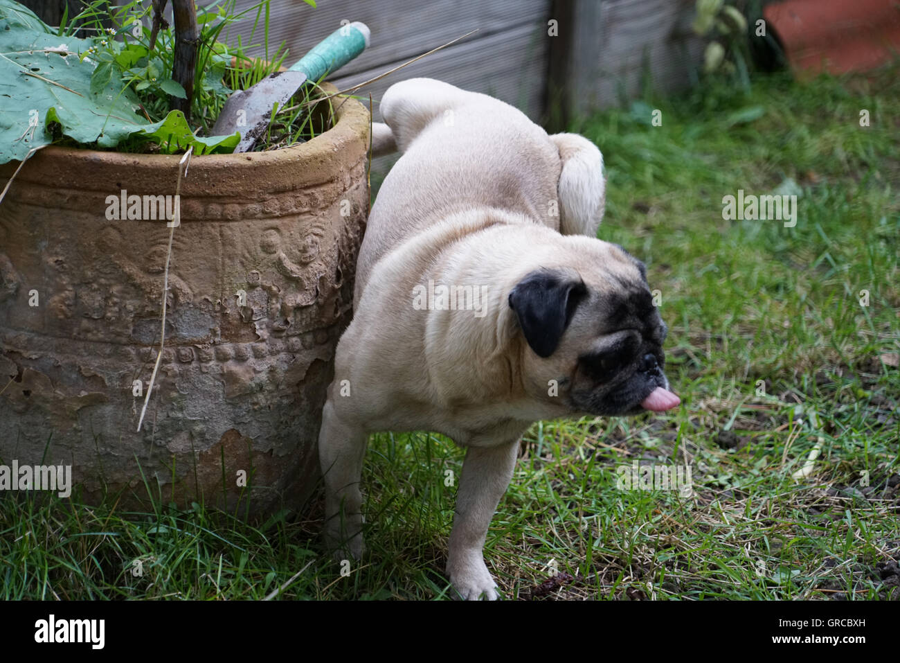 Beige Pug Lifting His Leg On A Flowerpot In The Garden Stock Photo - Alamy
