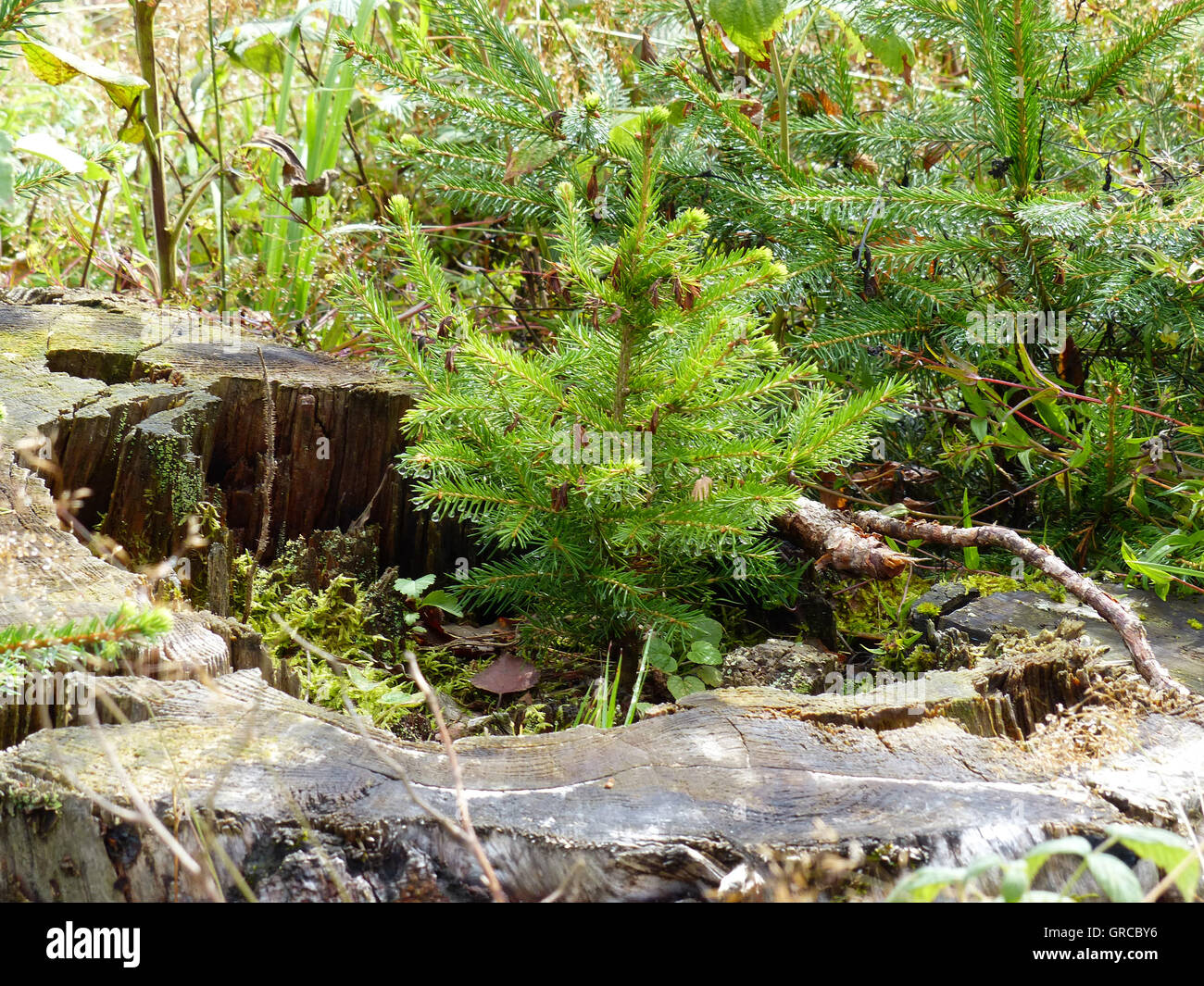 Rotting stump hi-res stock photography and images - Alamy
