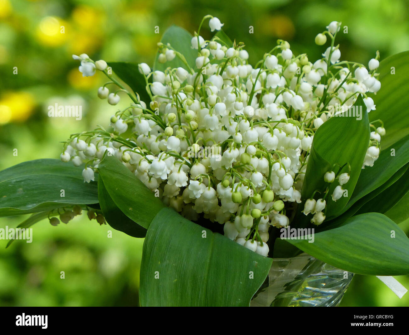 Bunch Of Lilies Of The Valley, Convallaria Majalis, Toxic Flower Stock ...