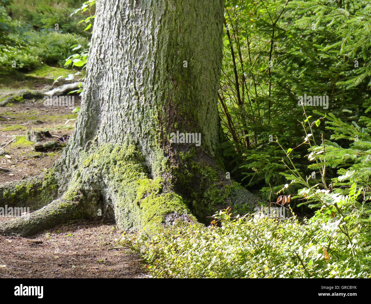 Mossy Tree Trunk Stock Photo - Alamy
