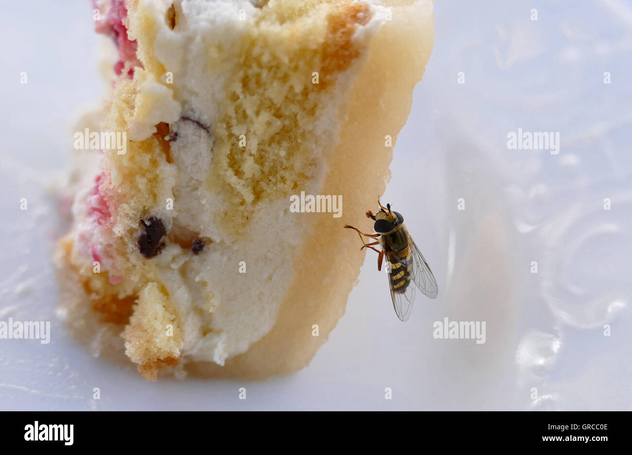 Wasps cake hi-res stock photography and images - Alamy