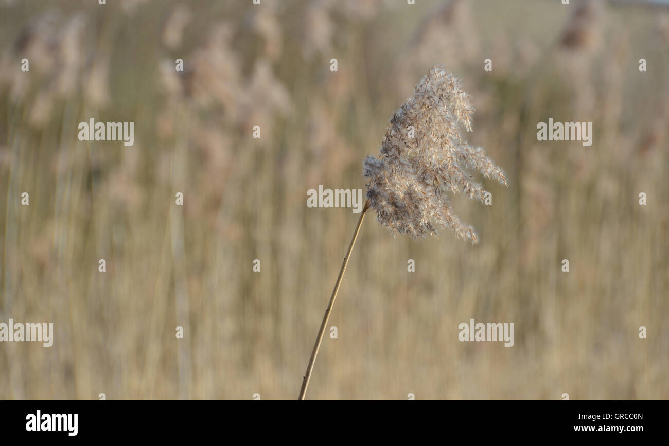 Reed canes hi-res stock photography and images - Alamy