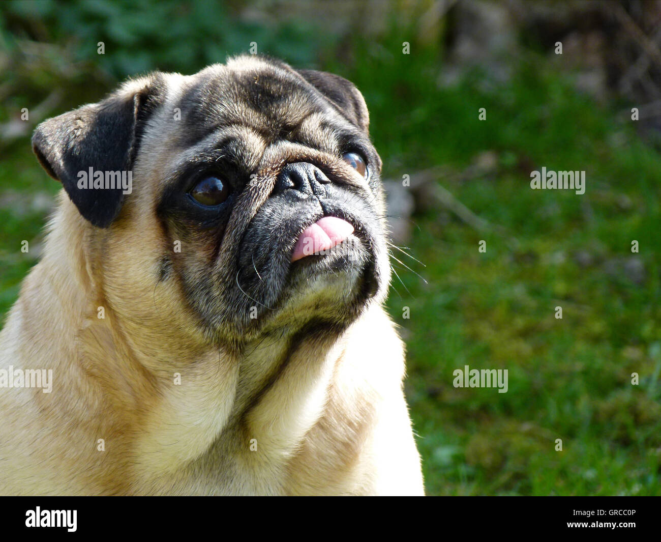 Portrait pug hi-res stock photography and images - Alamy