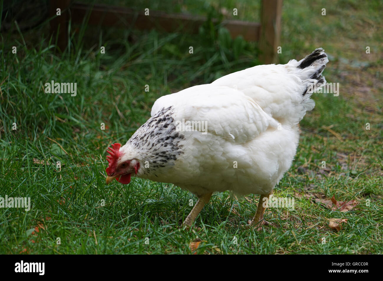 White hen hi-res stock photography and images - Alamy