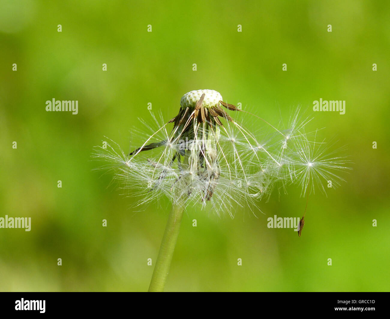 Blowball, Dandelion, Green Background Stock Photo - Alamy