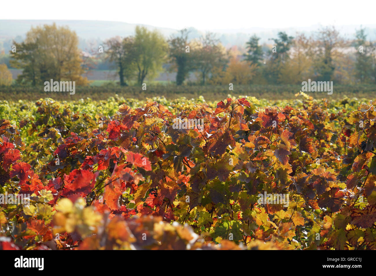 Autumn In Vineyard Stock Photo - Alamy