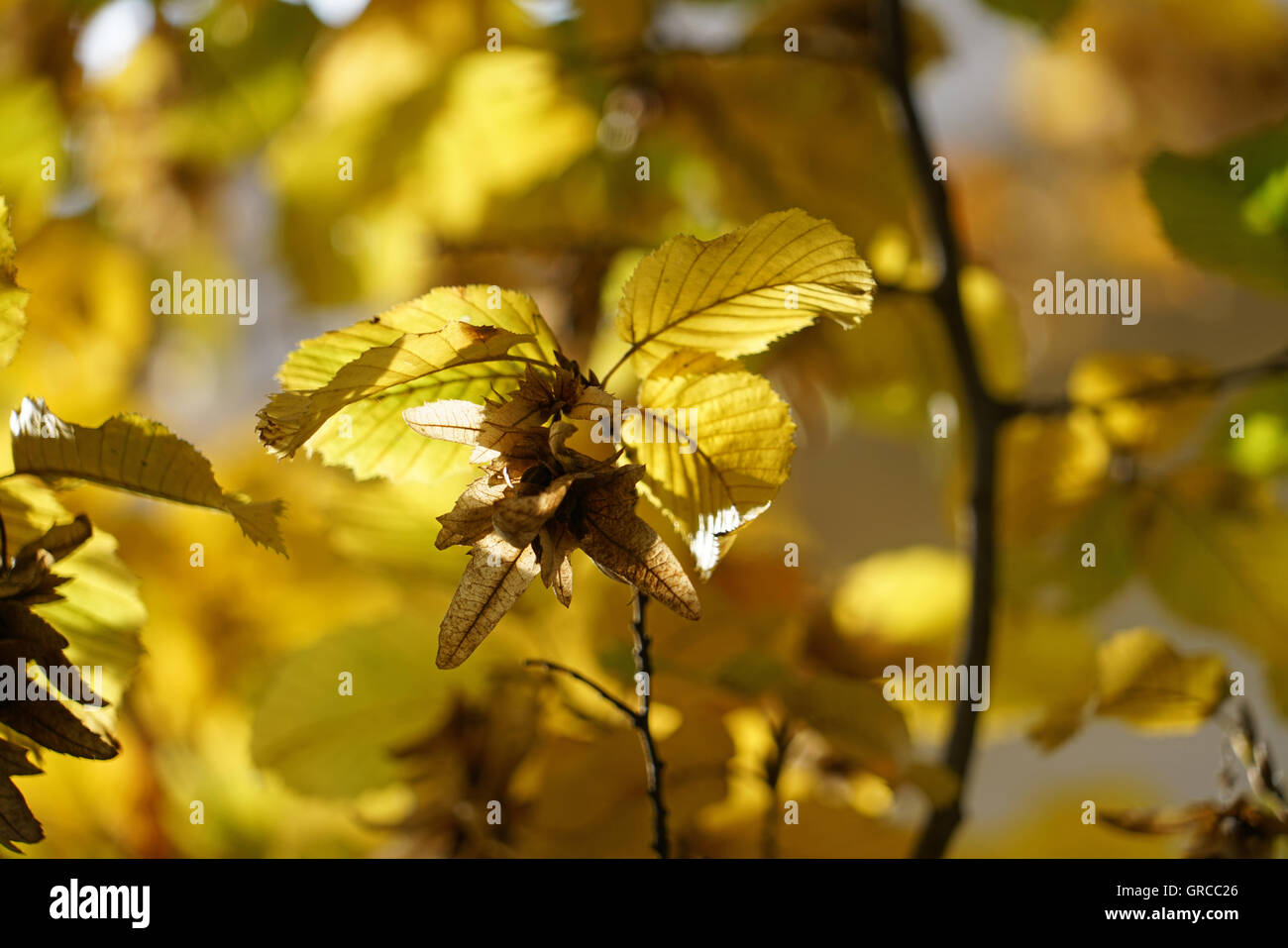 Beechnut beech leaf autumn hi-res stock photography and images - Alamy
