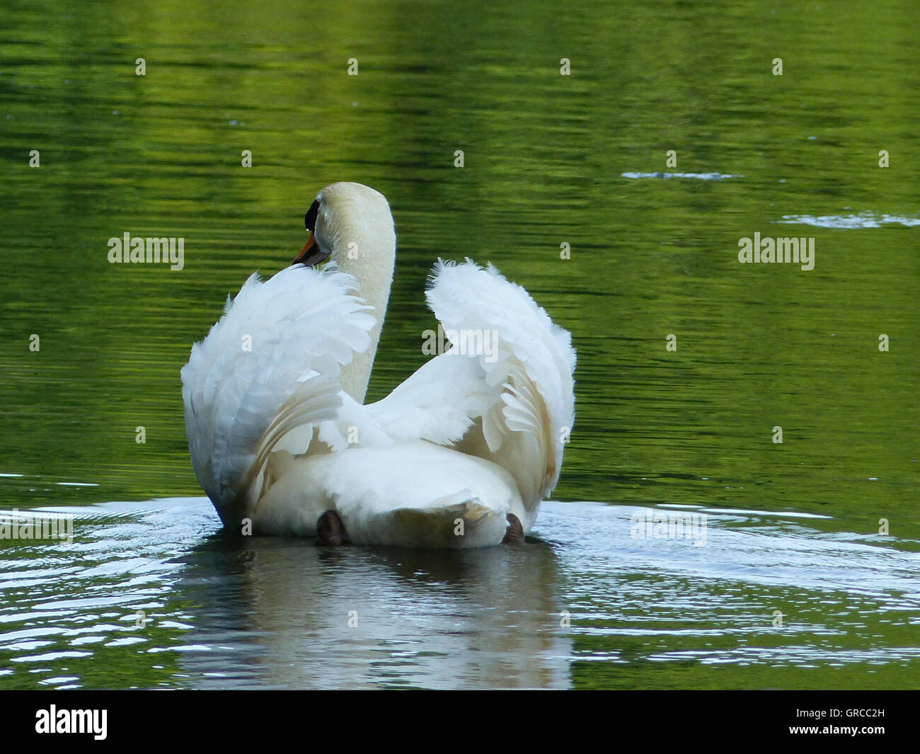 Swan fluffing feathers hi-res stock photography and images - Alamy
