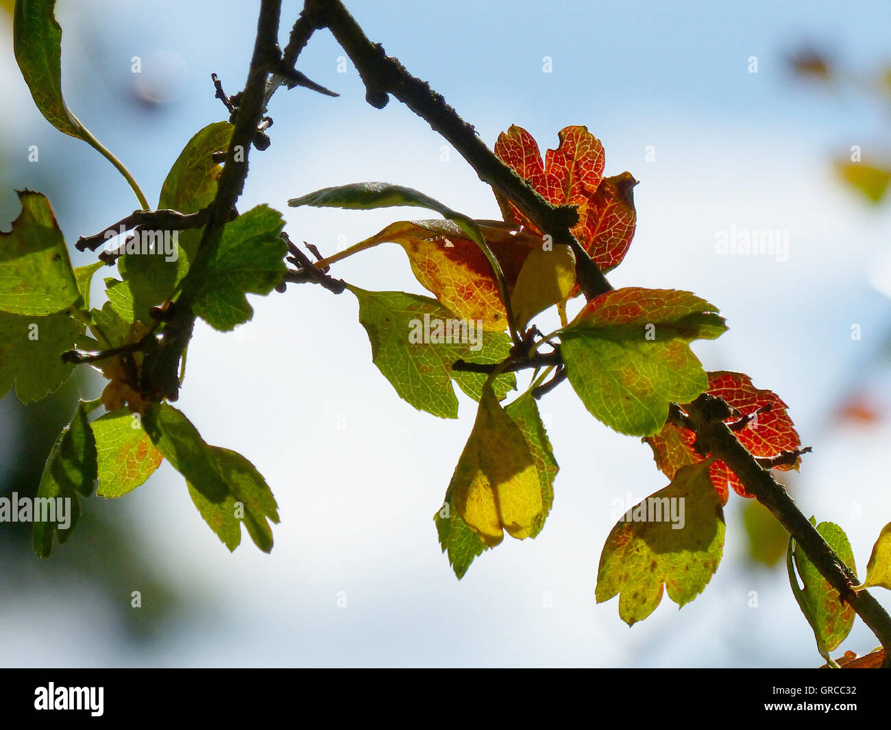 The magic of autumn hi-res stock photography and images - Alamy