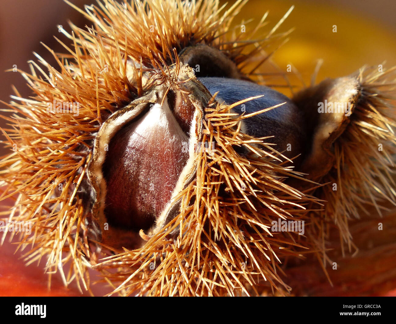 Sweet Chestnuts, Castanea Sativa Stock Photo - Alamy