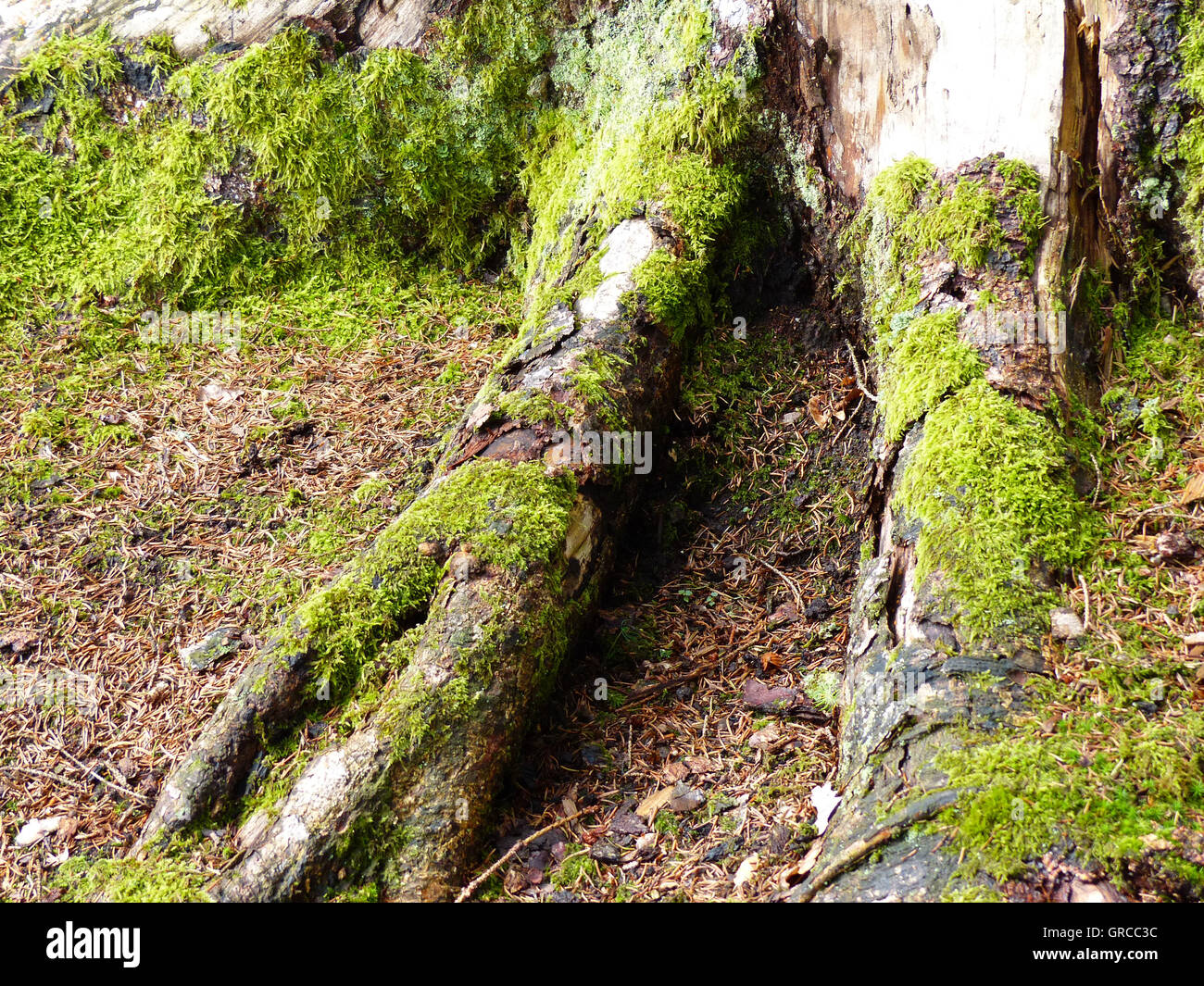 Moss-Covered Root System Of A Tree Stock Photo - Alamy