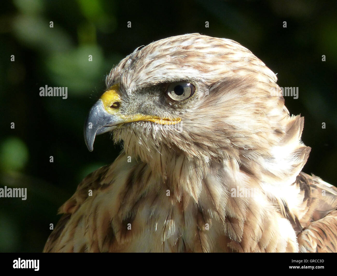 Steppe Eagle, Aquila Nipalensis Stock Photo - Alamy