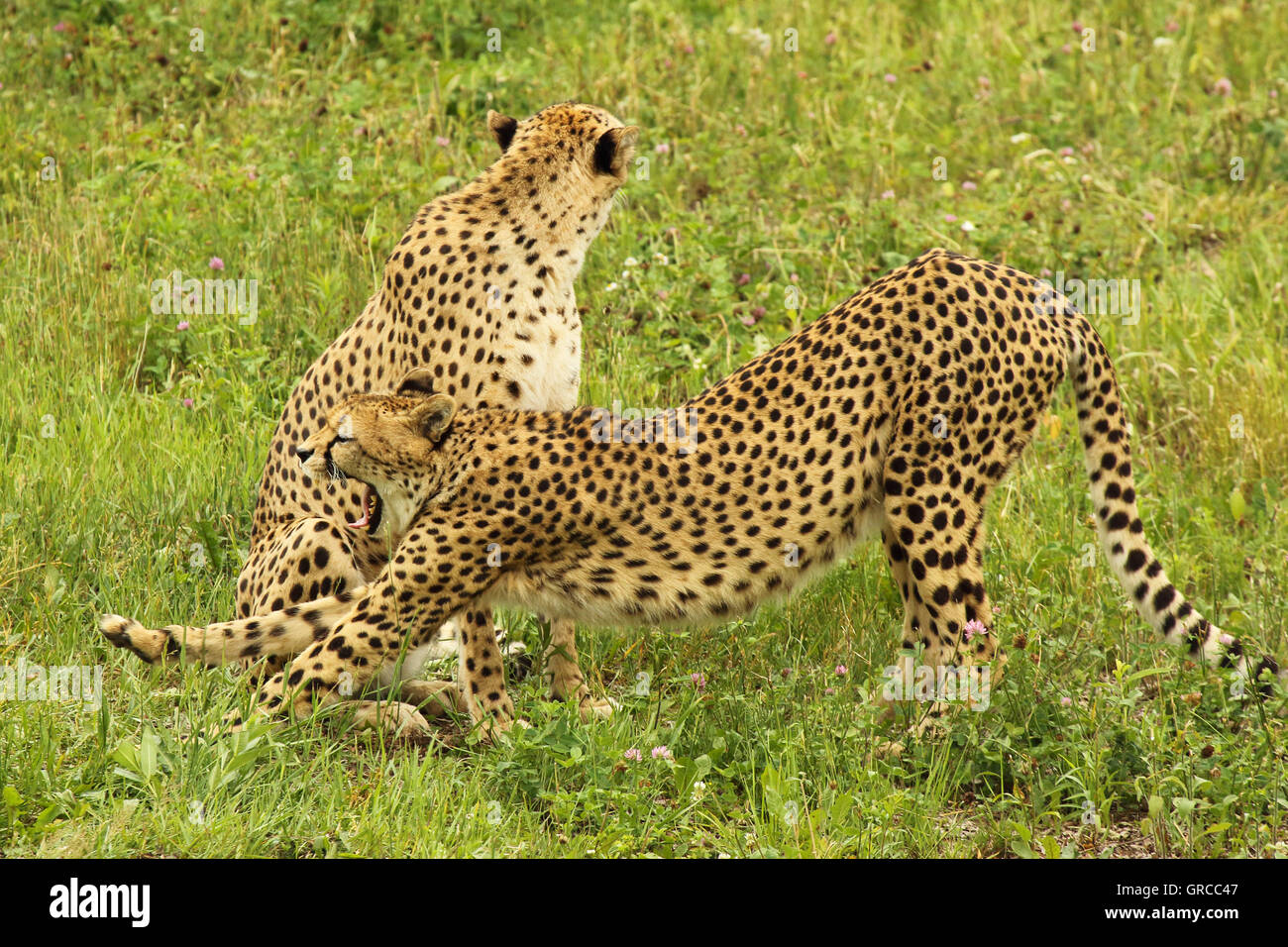 Cheetah acinonyx jubatus stretching hi-res stock photography and images ...