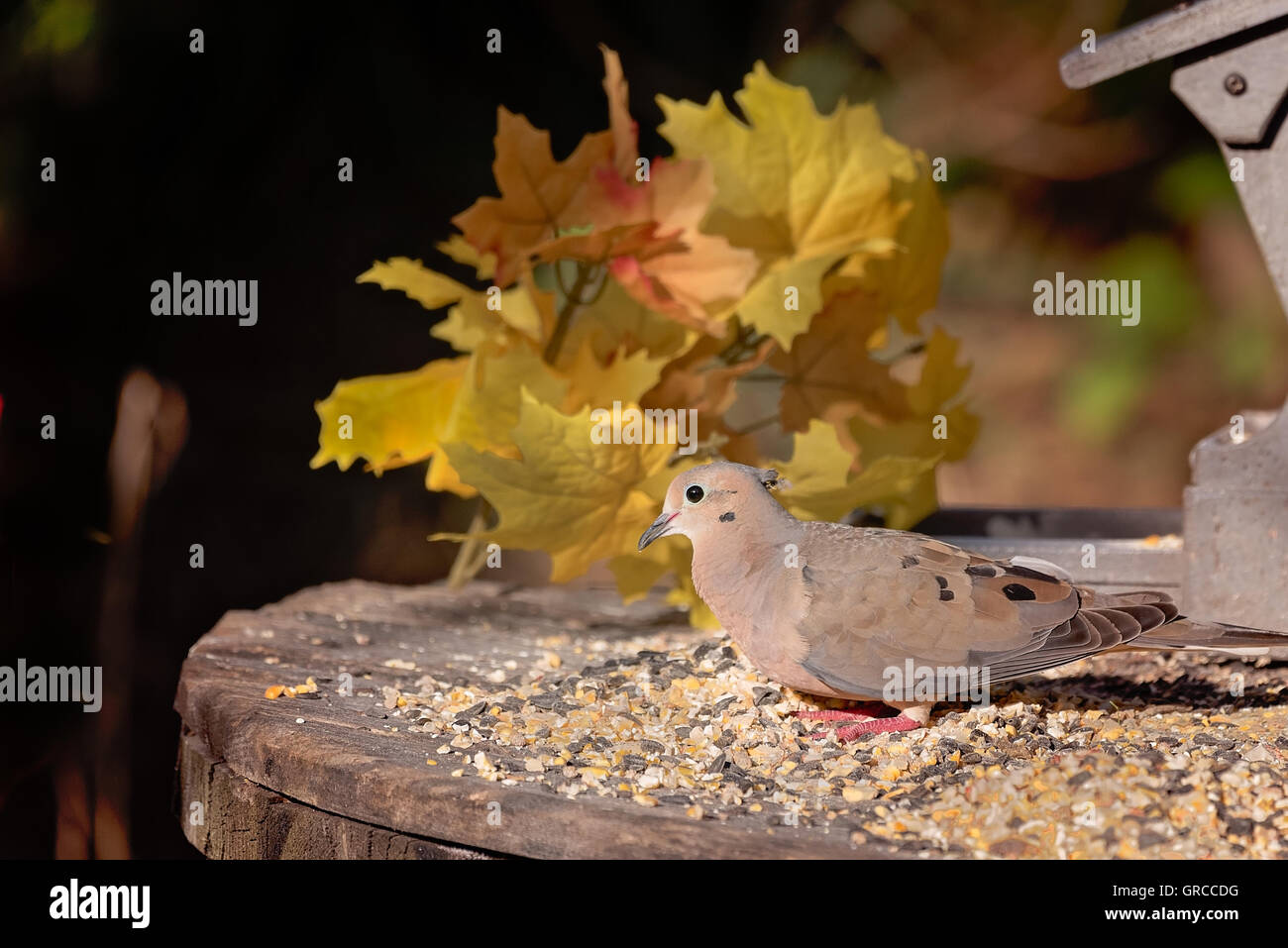 Mourning dove at a feeding table with fall foliage in background Stock ...