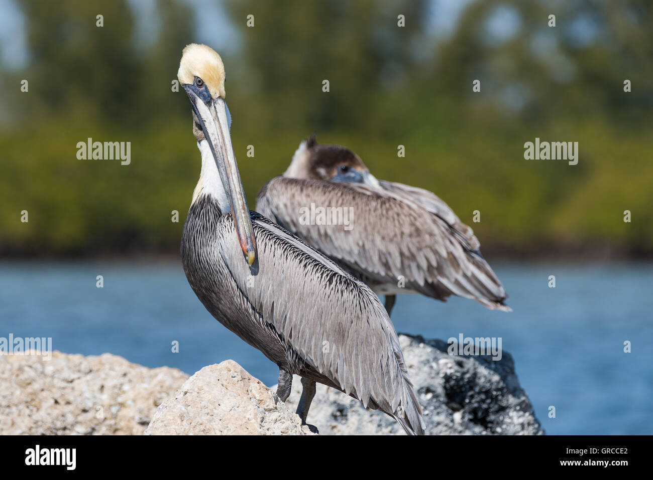 Adult brown pelican with younger one blurred in background Stock Photo ...