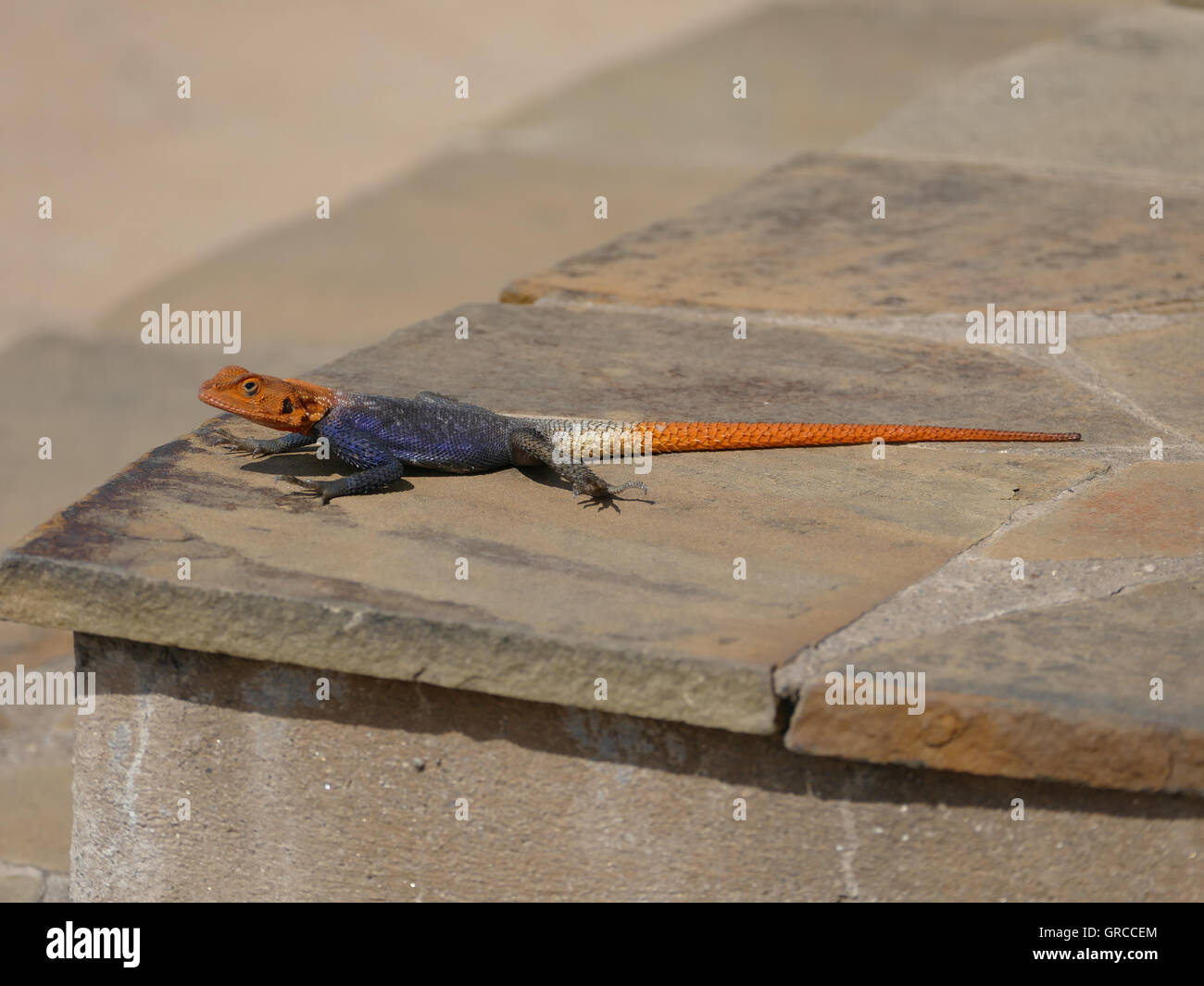 Orange grey lizard hi-res stock photography and images - Alamy