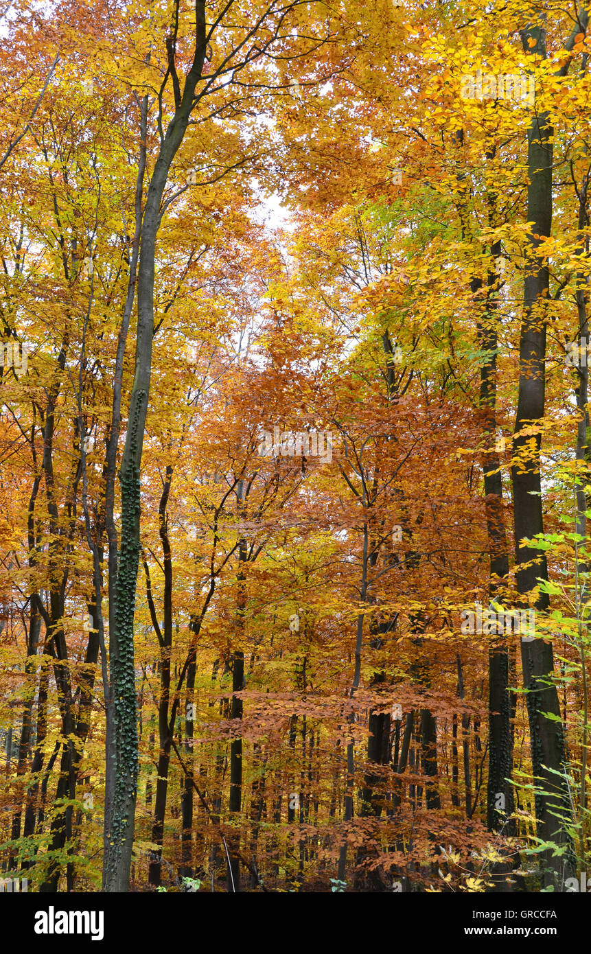 Fall Forest, Deciduous Forest Stock Photo - Alamy