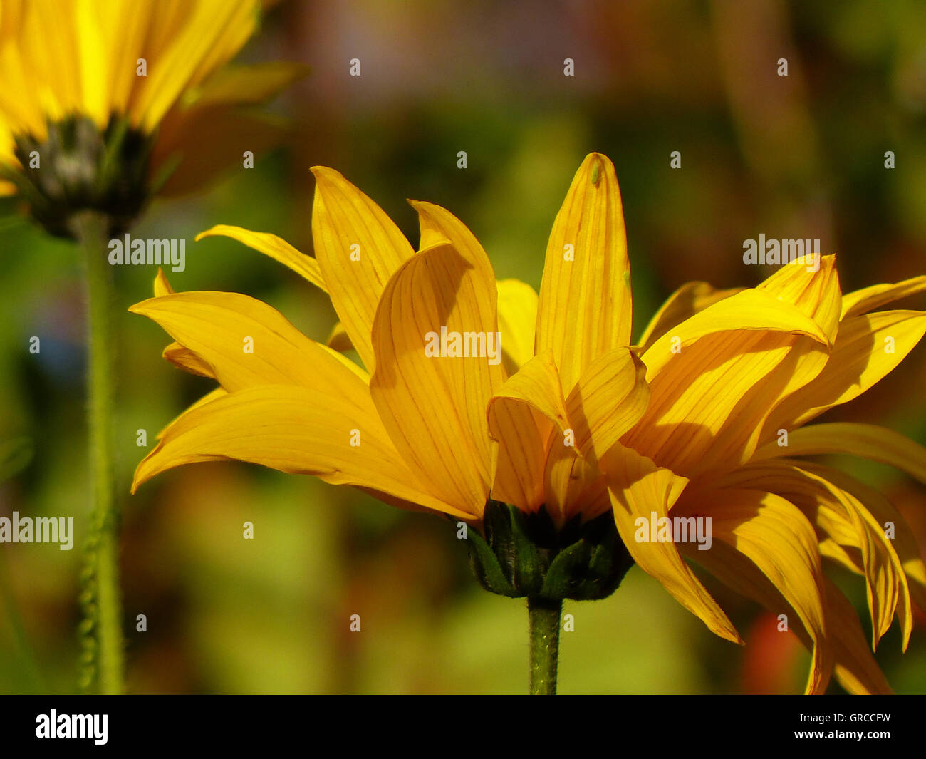 Sunchoke, Flower Of Topinambur Stock Photo - Alamy