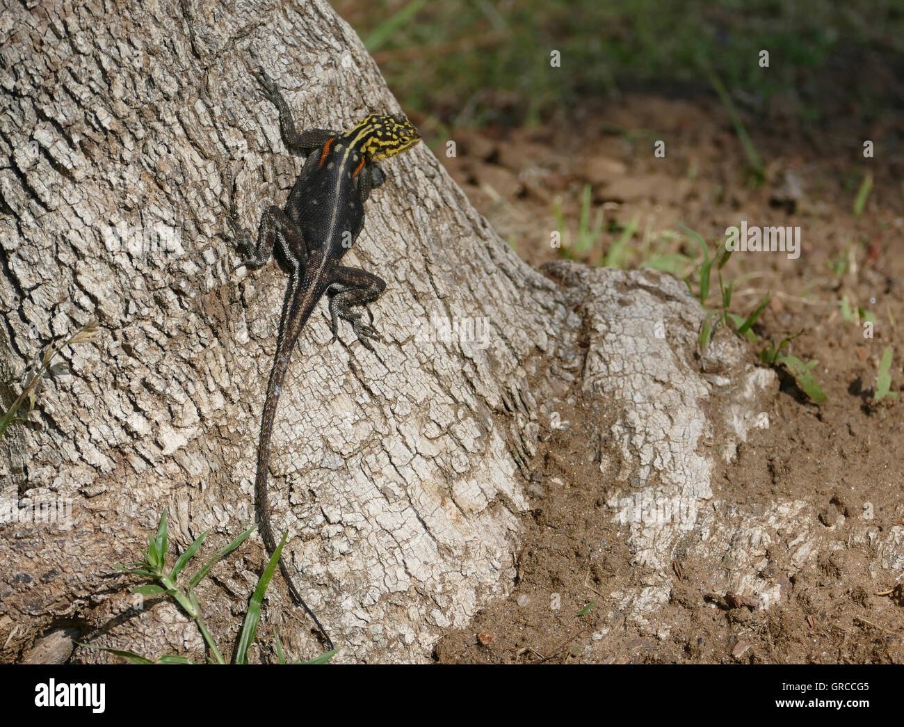 Lava Lizard, Tropidurus, Africa Stock Photo - Alamy